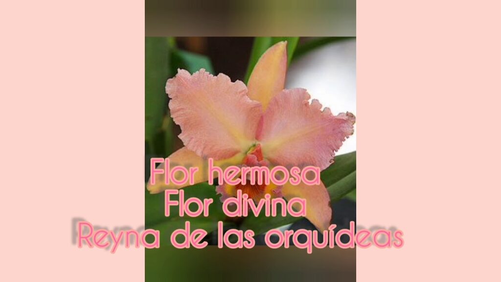 Qué significa Cataleya