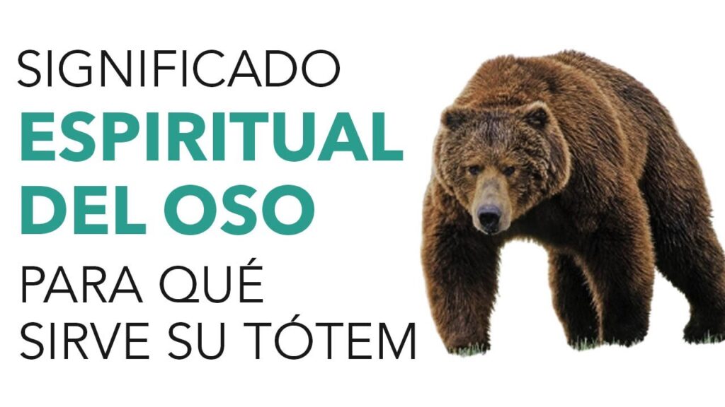 Qué Significa Oso